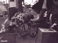 Lou Dog - Sublime Wiki