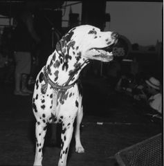 Lou Dog - Sublime Wiki