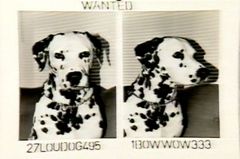 Lou Dog - Sublime Wiki